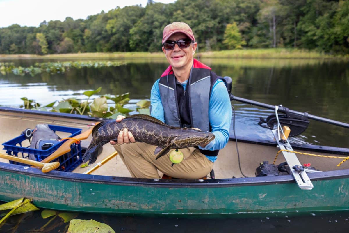 Northern Snakehead Fish Can Survive on Land—US and EU Authorities on ...